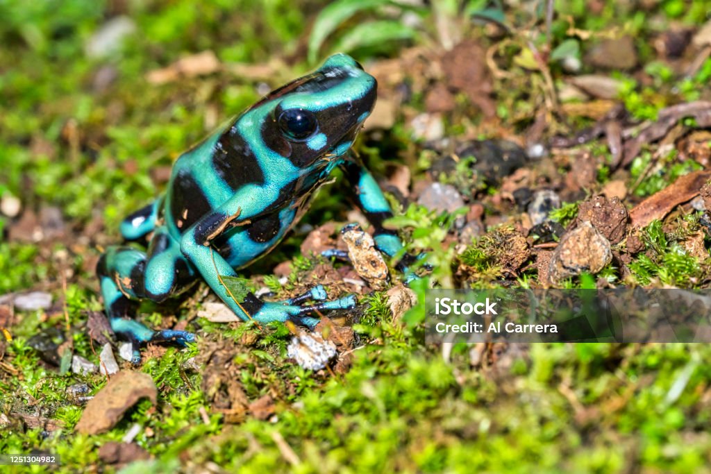 Katak Dart Racun Hijau Dan Hitam Dendrobates Auratus Hutan Hujan Tropis
