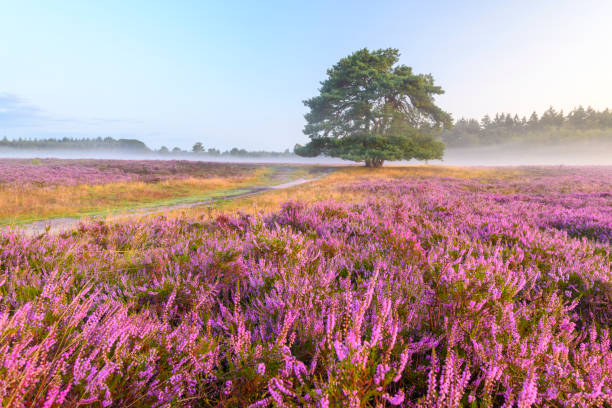 Heathland panorama and trees in Luneburg Heath – free photo on Barnimages