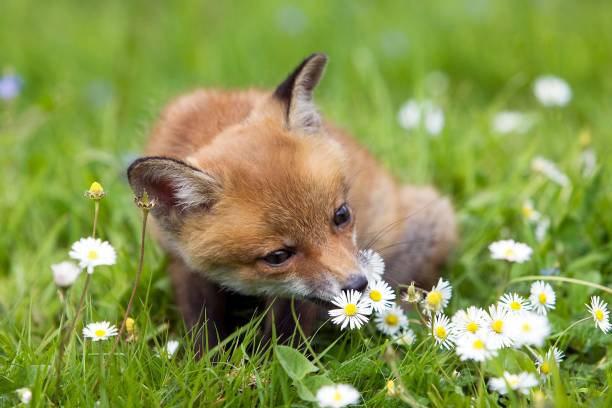 Baby Fox Pictures | Download Free Images on Unsplash