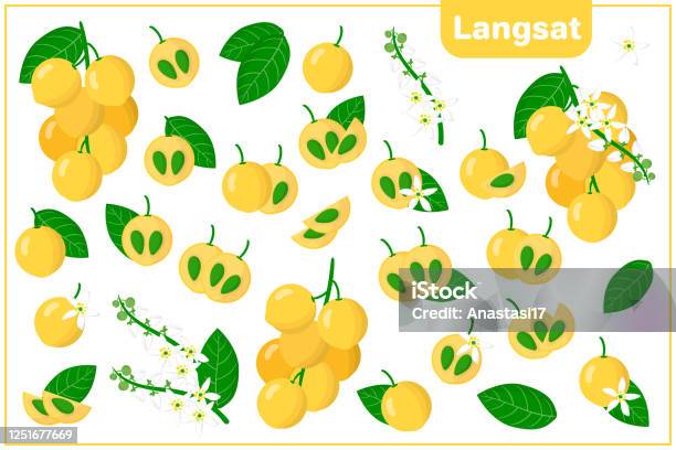 Ensemble Dillustrations De Dessin Animé Vectorielle Avec Des Fruits