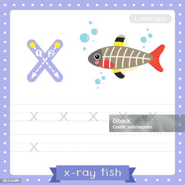 Letter X Lowercase Tracing Practice Worksheet Of Xray Fish Stock ... Letter X Lowercase Tracing Practice Worksheet Of Xray Fish Stock ...