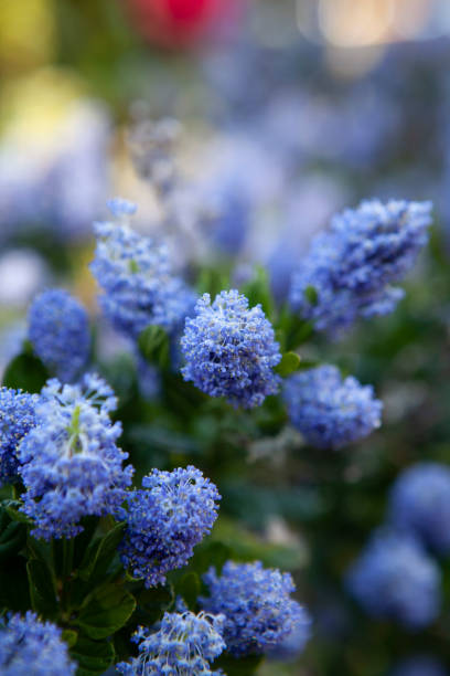 390+ California Lilac Photos Stock Photos, Pictures & Royalty-Free ... 390+ California Lilac Photos Stock Photos, Pictures & Royalty-Free ...
