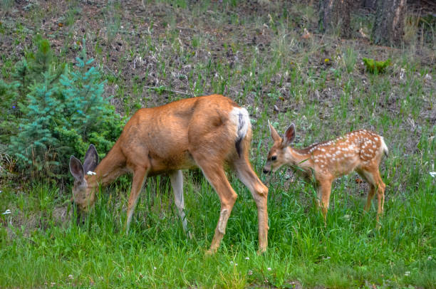 Doe Pictures | Download Free Images on Unsplash