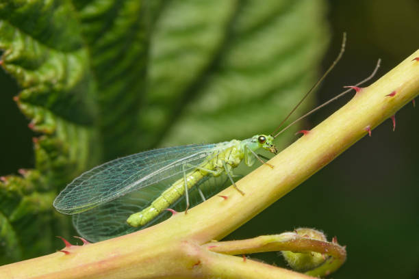 Free picture: beautiful photo, dragonfly, lacewing, insect, nature ...
