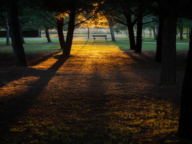 Free dreamy ambiance stock photos. Download the best free dreamy ...