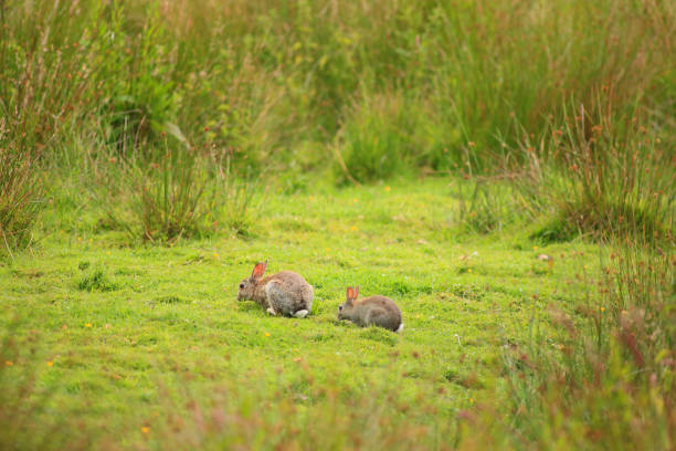 Free picture: Adorable furry light brown rabbits in wilderness