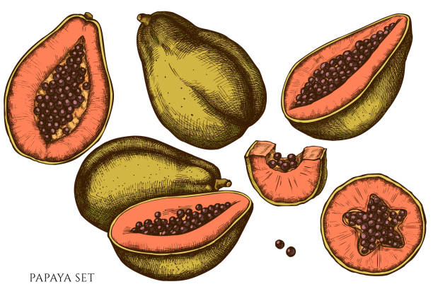Pepaya Ilustrasi, Grafik Vektor & Clip Art Bebas Royalti - iStock Pepaya Ilustrasi, Grafik Vektor & Clip Art Bebas Royalti - iStock