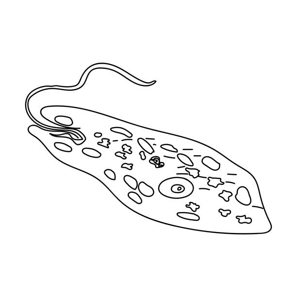 Drawing Of Euglena Diagram Illustrations Royalty Free Vector Graphics And Clip Art Istock