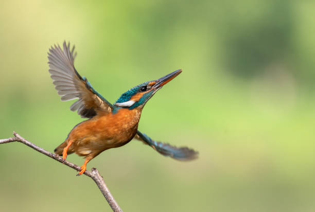 Swift Bird Pictures | Download Free Images on Unsplash