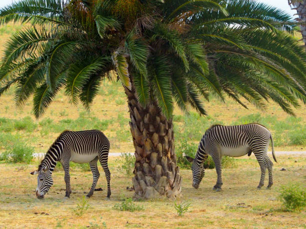 Free picture: grant, African, zebra