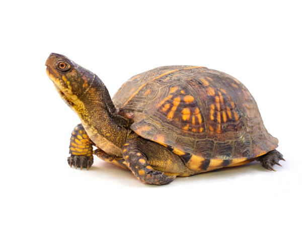 Box Turtle Pictures | Download Free Images on Unsplash