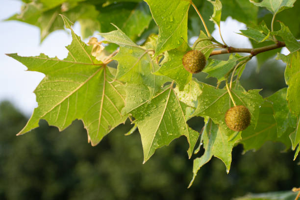 Plane Tree Pictures | Download Free Images on Unsplash