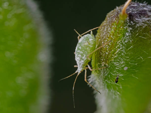 200+ Free Blattlaus & Aphid Images - Pixabay