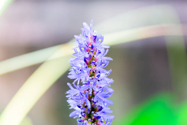 Flover Pictures | Download Free Images on Unsplash