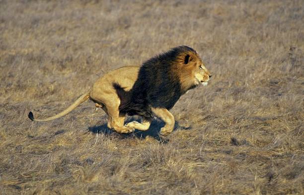 Lion Running Pictures | Download Free Images on Unsplash
