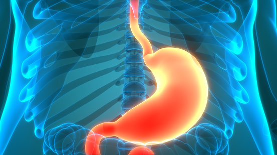 Photo Libre De Droit De Anatomie De Lestomac Du Système Digestif Humain
