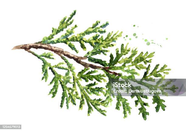 Cabang Cypress Dengan Jarum Ilustrasi Cat Air Yang Digambar Dengan