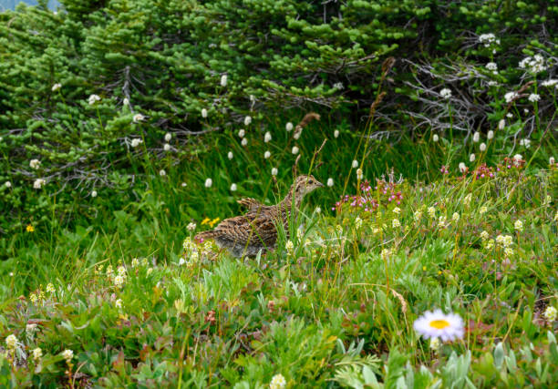 Baby Grouse