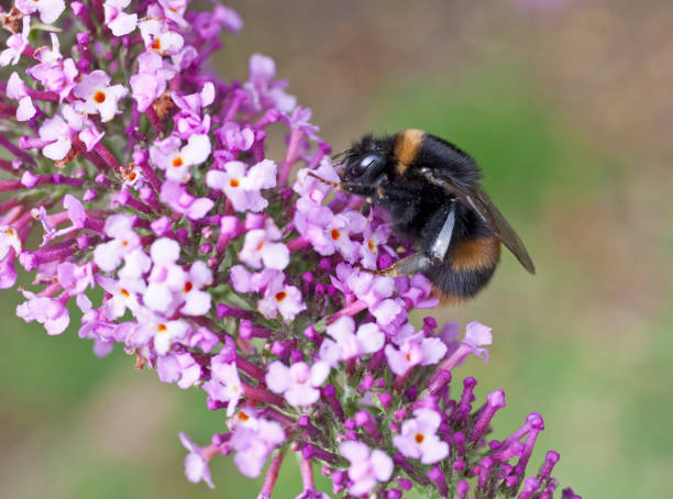 Queen Bee Pictures | Download Free Images on Unsplash