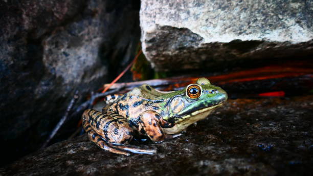 Free Stock Photo of Close Up of Frog on Rock | Download Free Images and ...