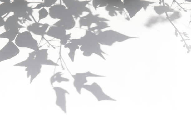 500+ Leaves Shadow Pictures [HD] | Download Free Images on Unsplash