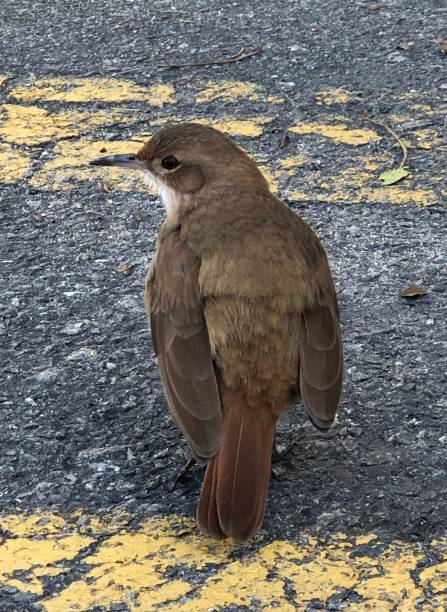 Rusty-Tailed Bird Singing - Free photo on Pixabay