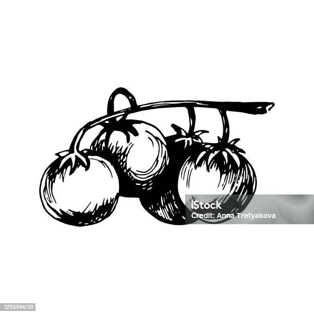 Tomat Vektor Yang Digambar Tangan Di Cabang Pada Panggangan Musim Panas ... Tomat Vektor Yang Digambar Tangan Di Cabang Pada Panggangan Musim Panas ...