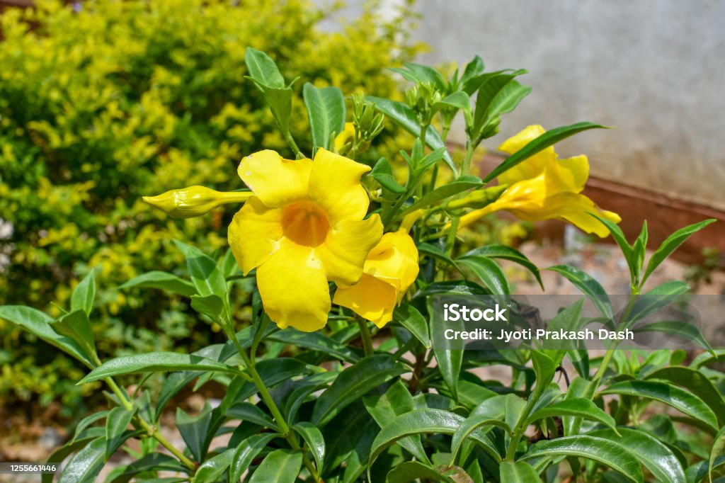 Bunga Alamanda Kuning Dengan Daun Hijau Cabang Di Kebun Foto Stok ... Bunga Alamanda Kuning Dengan Daun Hijau Cabang Di Kebun Foto Stok ...