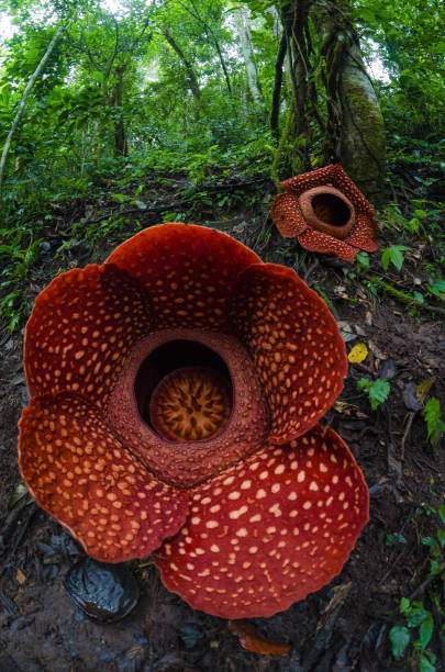 Rafflesia Pictures | Download Free Images on Unsplash