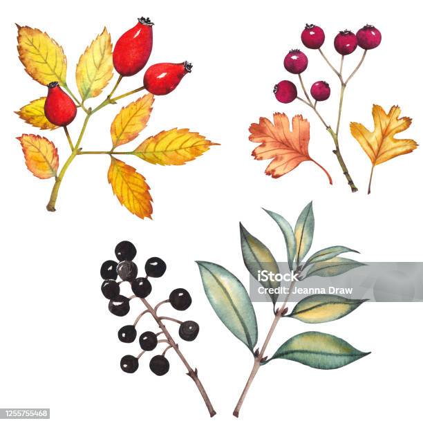 Hawthorn Rosehip And Common Privet Berries Stock Illustration ... Hawthorn Rosehip And Common Privet Berries Stock Illustration ...