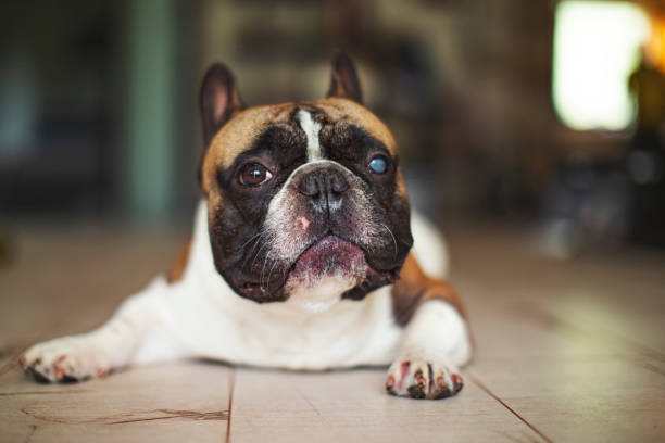 Blind Dog Pictures | Download Free Images on Unsplash