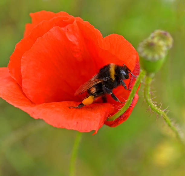 Dark Bumblebee Bee - Free photo on Pixabay