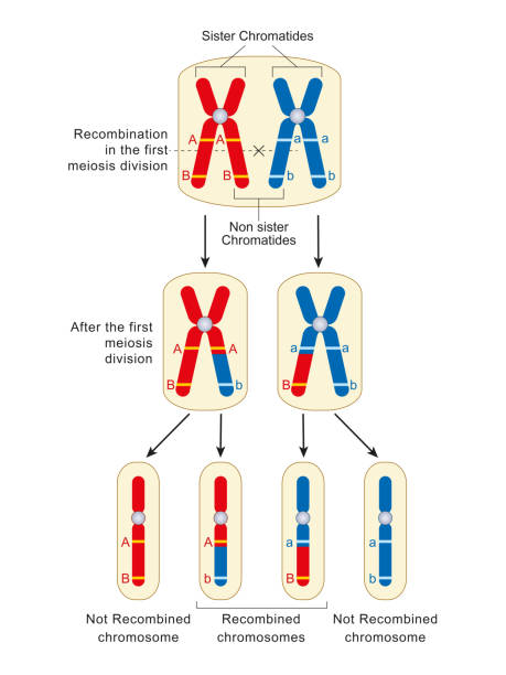 20+ Homologous Recombination Stock Illustrations, Royalty-Free Vector ... 20+ Homologous Recombination Stock Illustrations, Royalty-Free Vector ...