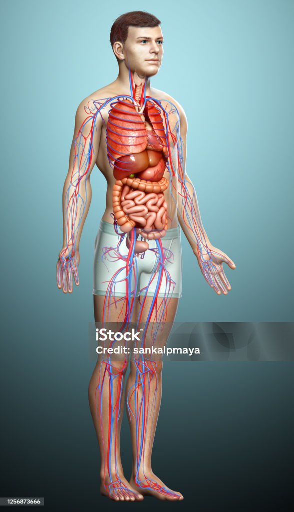 3d Rendered Medically Accurate Illustration Of Male Internal Organs And