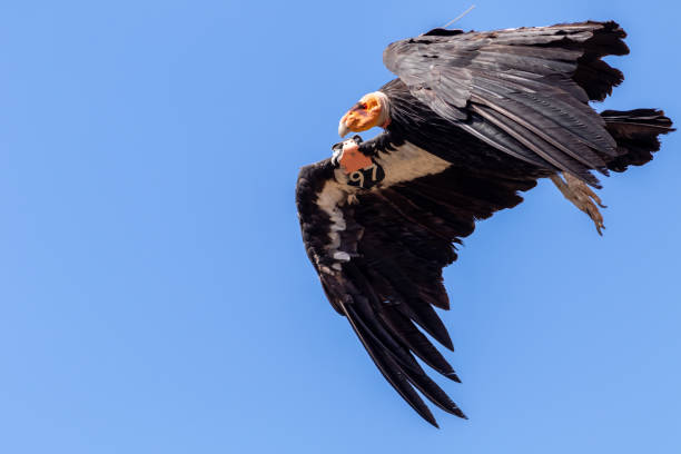 50+ Condor free images