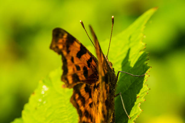 C Falter Butterfly Insect - Free photo on Pixabay