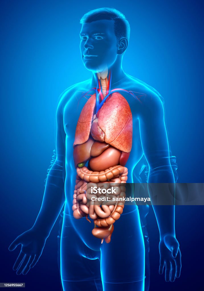 3d Rendered Medically Accurate Illustration Of Male Internal Organs