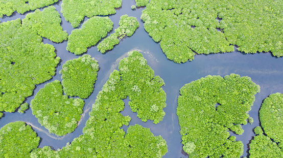Hutan Mangrove Dan Sungai Pemandangan Atas Latar Belakang Tropis Pohon