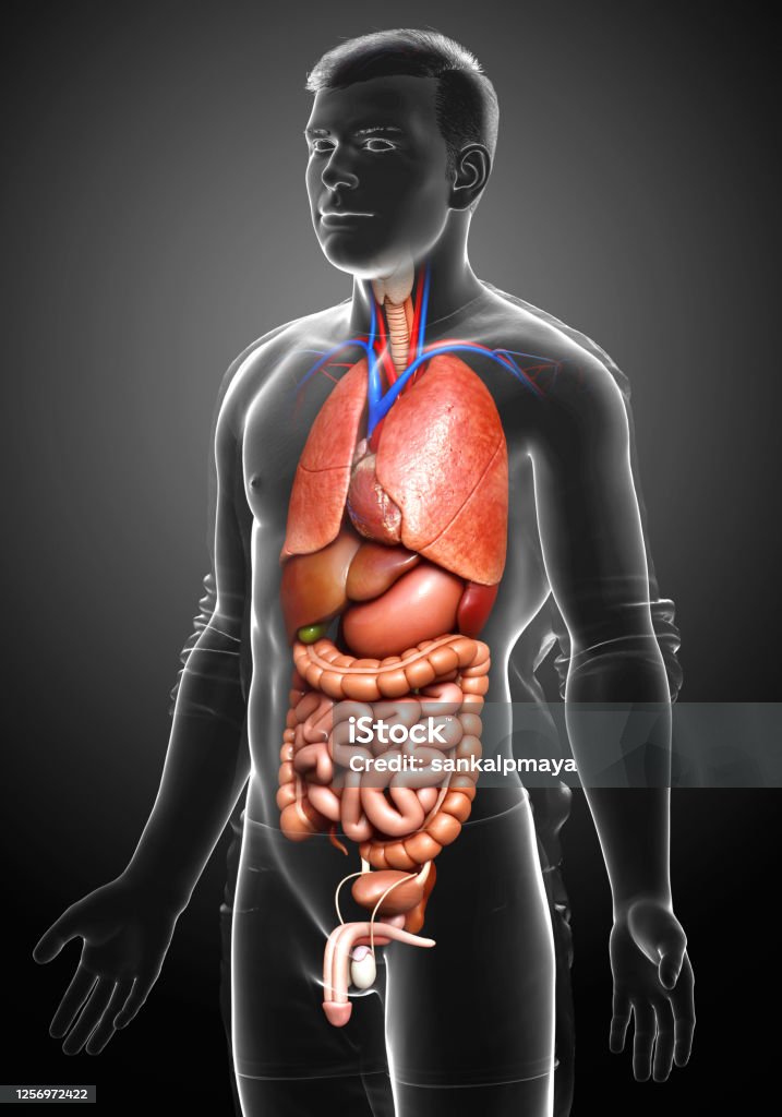 3d Rendered Medically Accurate Illustration Of Male Internal Organs