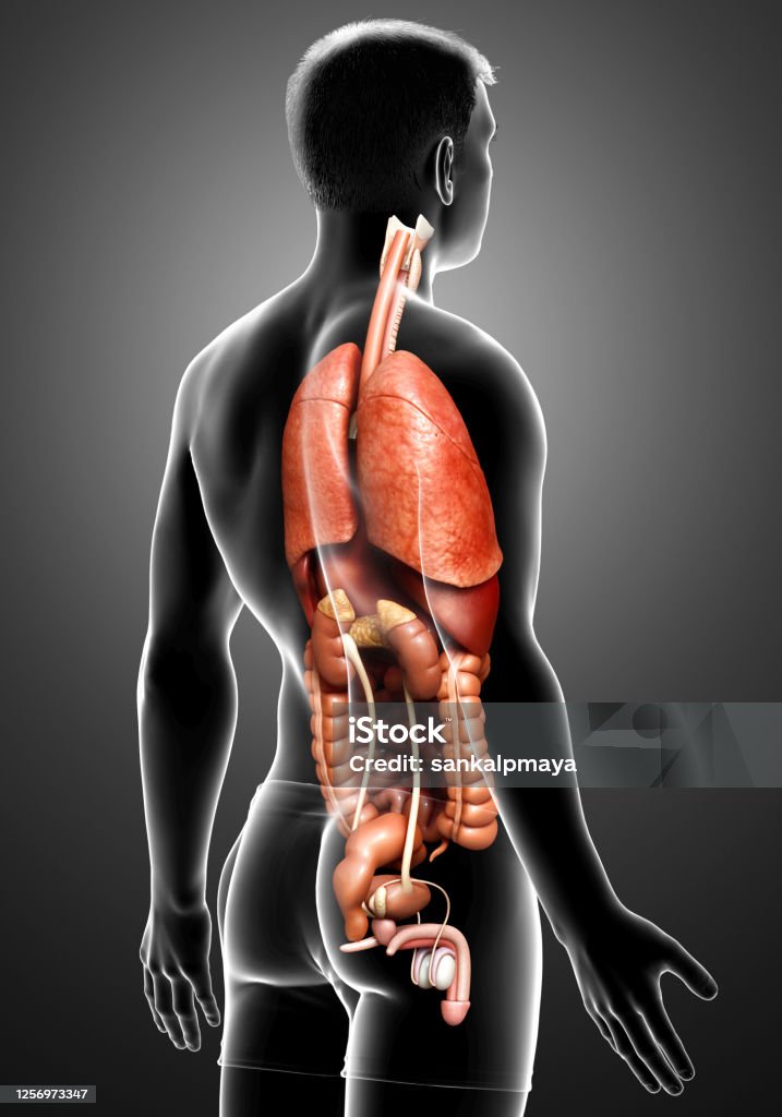 3d Rendered Medically Accurate Illustration Of Male Internal Organs