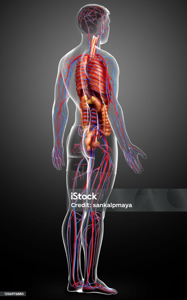 3d Rendered Medically Accurate Illustration Of Male Internal Organs And