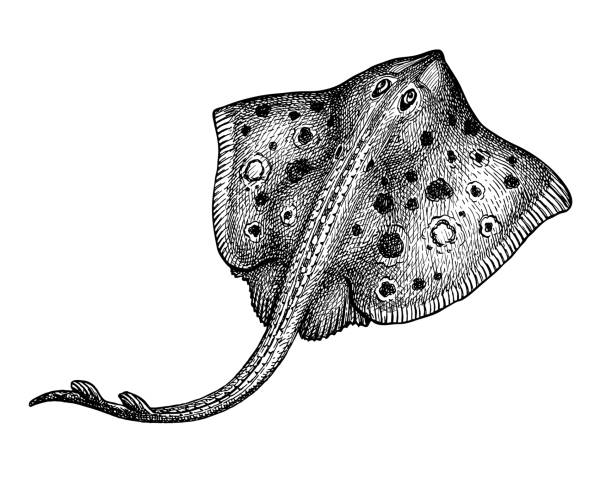 13 700 Poisson Raie Stock Illustrations Graphiques Vectoriels Libre