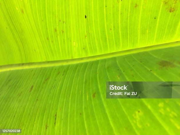 Latar Belakang Tekstur Daun Pisang Wallpaper Untuk Desain Tampilan