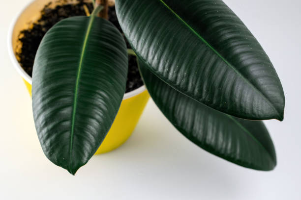 Free picture: Dark green big leaves of ficus herb in shadow close-up