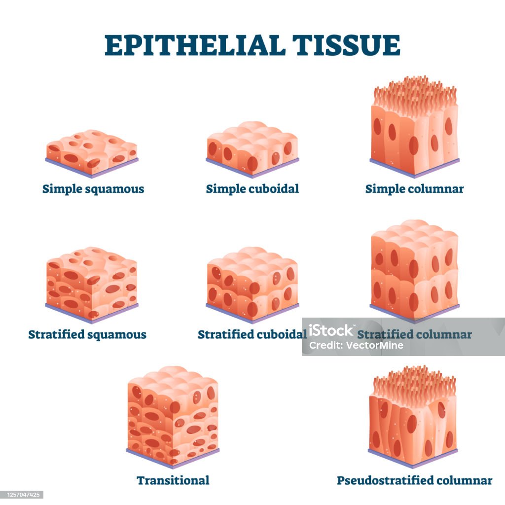 Epithelial Tissue With Label Epithelial Tissue With Label