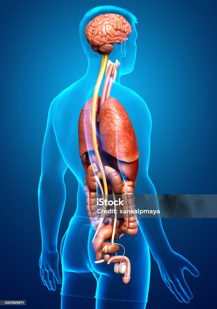 3d Rendered Medically Accurate Illustration Of Male Internal Organs
