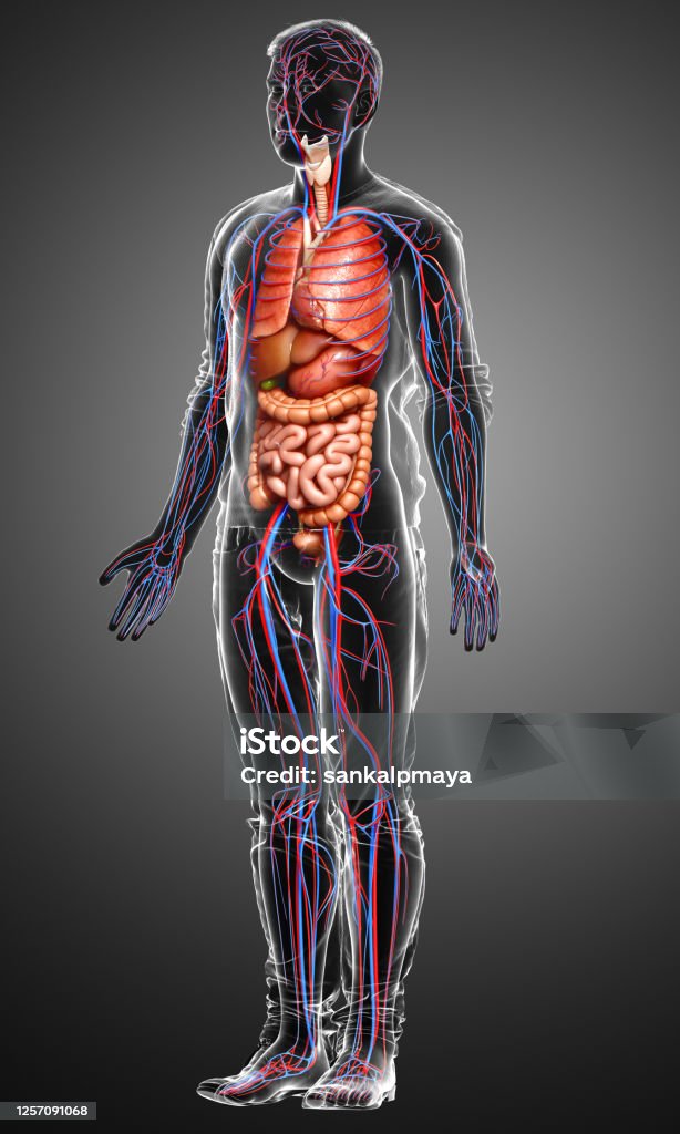 3d Rendered Medically Accurate Illustration Of Male Internal Organs And