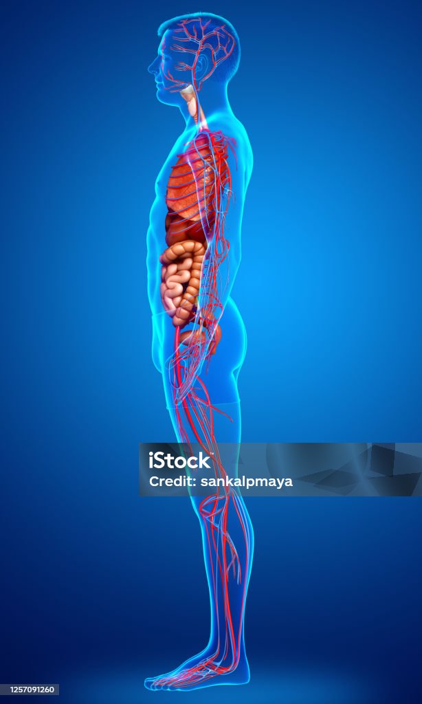 3d Rendered Medically Accurate Illustration Of Male Internal Organs And