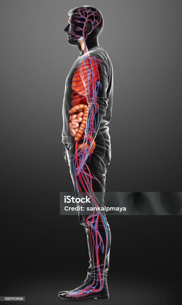 3d Rendered Medically Accurate Illustration Of Male Internal Organs And