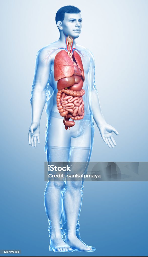 3d Rendered Medically Accurate Illustration Of Male Internal Organs